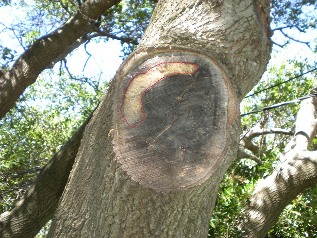 Fighting live oak soft tissue rot in northern California