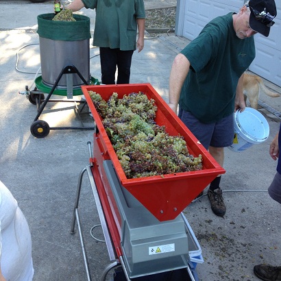 Crushing viognier wine grapes at Stescher Krommer Vineyards