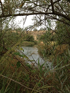 Lake Natoma trail run