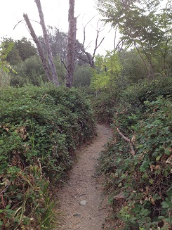 Lake Natoma trail run