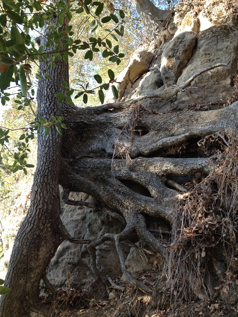 American River, Ancil Hoffman, Effie Yeaw Trail Run