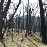 Hiking through King Fire Burn Zone El Dorado County